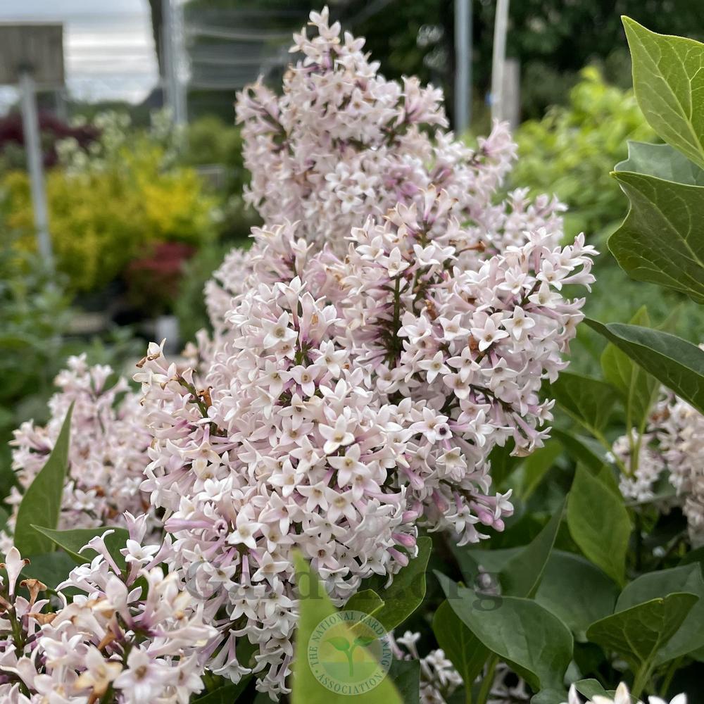 Lilac (Syringa Little Darling®) in the Lilacs Database - Garden.org
