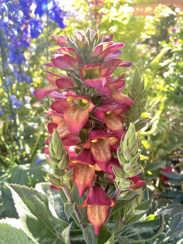 Foxglove (Digitalis Digiplexis® Illumination Flame) in the Foxgloves ...