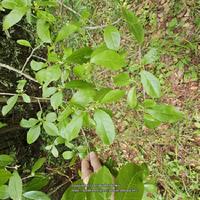 Photo of the leaves of Smooth Winterberry (Ilex laevigata) posted by ...