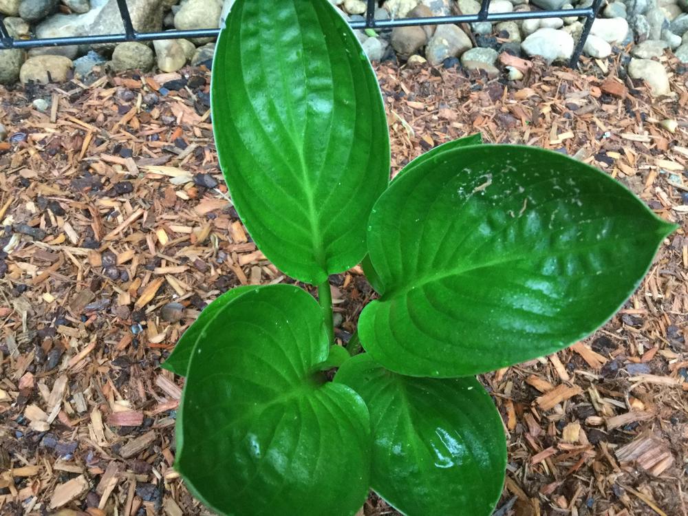 Hosta 'Midnight Oil' in the Hostas Database - Garden.org