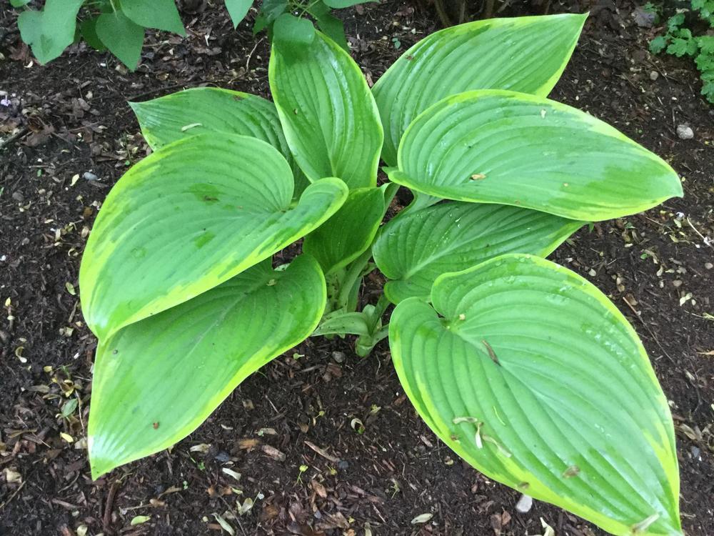 Hosta 'Victory' in the Hostas Database - Garden.org