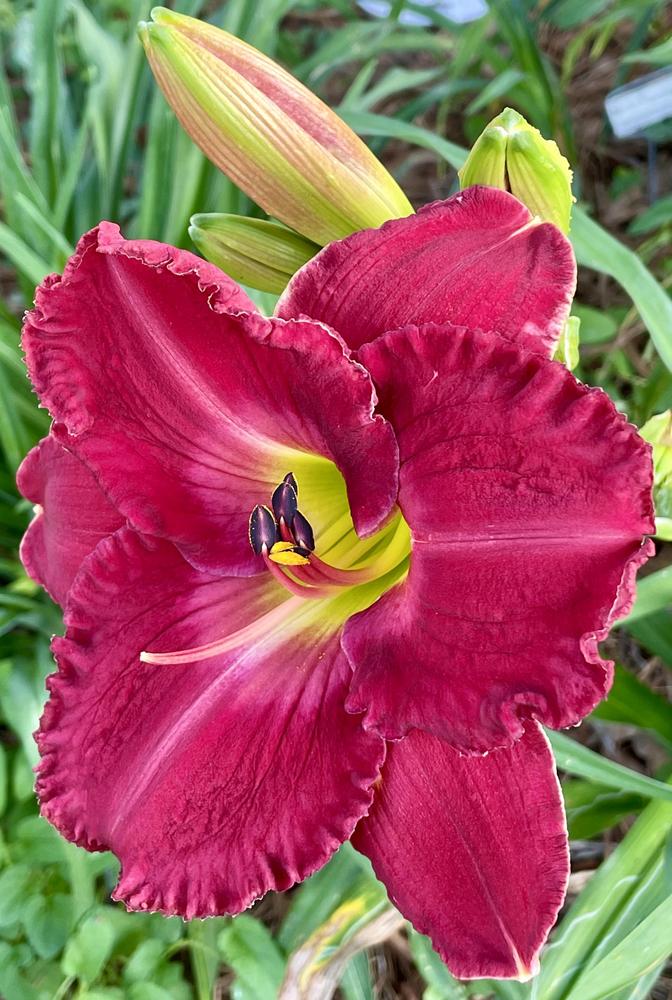 Photo of the bloom of Daylily (Hemerocallis 'Myra Waters') posted by ...