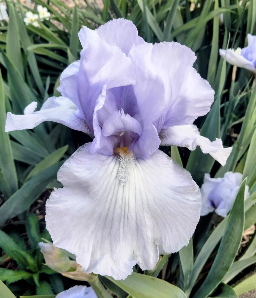 Iris identification in the Irises forum - Garden.org