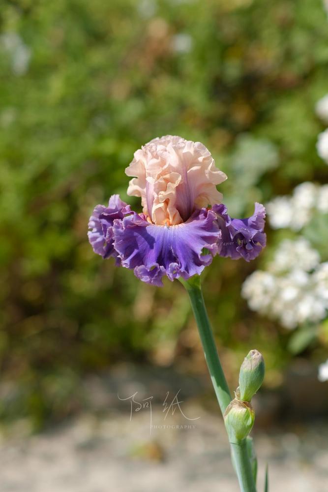 Photo of the bloom of Tall Bearded Iris (Iris 'Waiting to Fly') posted ...