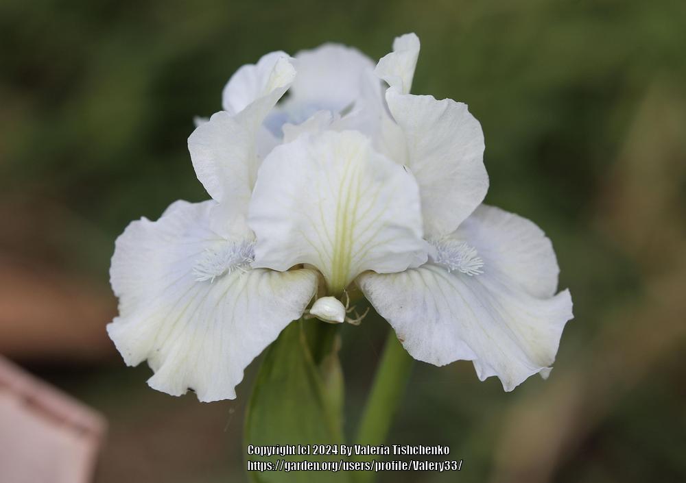Photo of the bloom of Standard Dwarf Bearded Iris (Iris 'Touch of ...