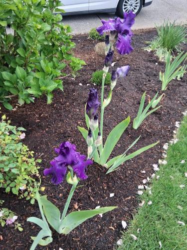 iris identification in the Irises forum - Garden.org