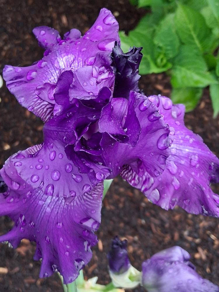 iris identification in the Irises forum - Garden.org