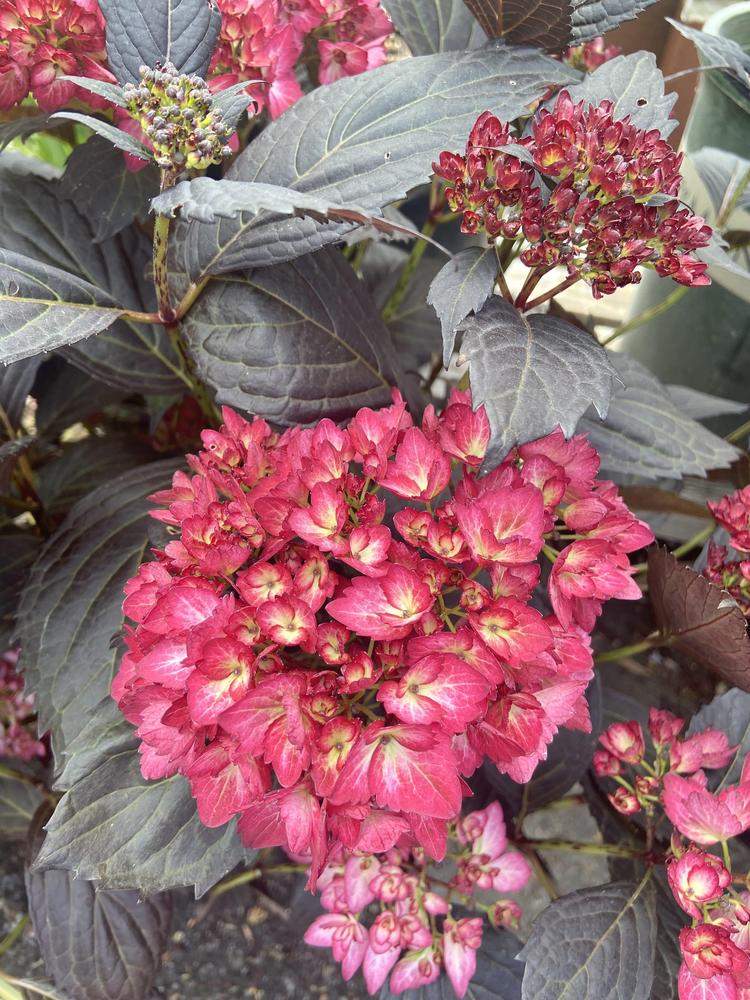 Hydrangea (Hydrangea macrophylla First Editions® Eclipse™) in the Hydrangeas Database - Garden.org