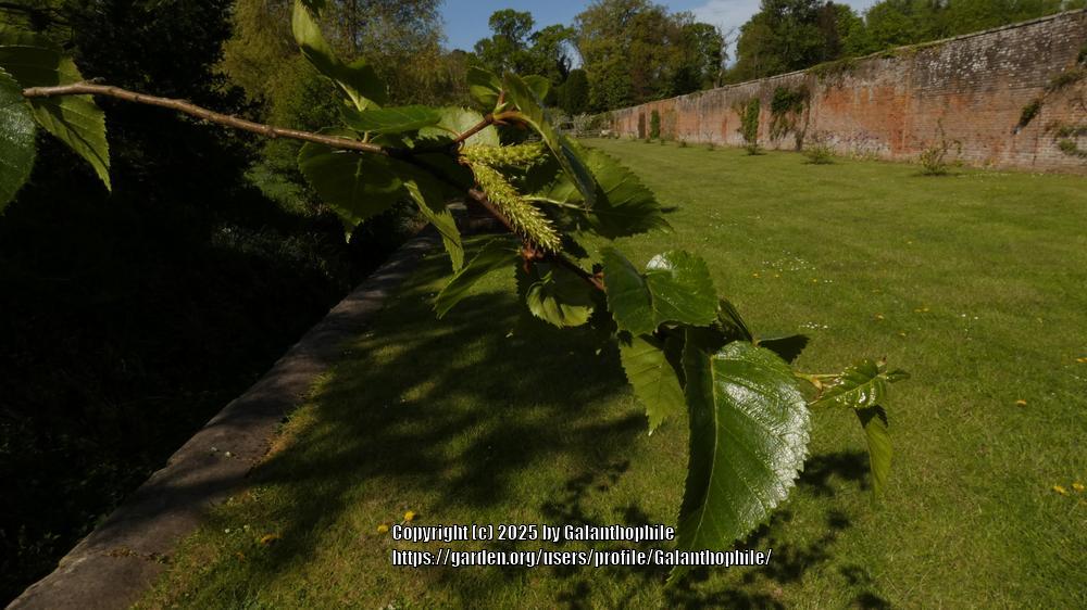 Photo of the bloom of Birch (Betula utilis 'Park Wood') posted by ...