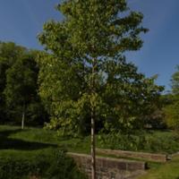 Photo of the entire plant of Chinese Red Birch (Betula utilis subsp ...