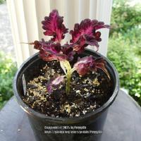 Photo of the seedling or young plant of Coleus (Coleus scutellarioides 'Ruby Laser') posted by ...