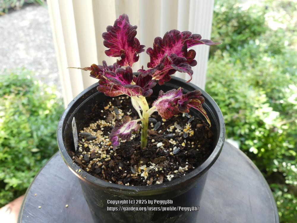 Coleus (Coleus scutellarioides 'Ruby Laser') in the Coleus Database ...
