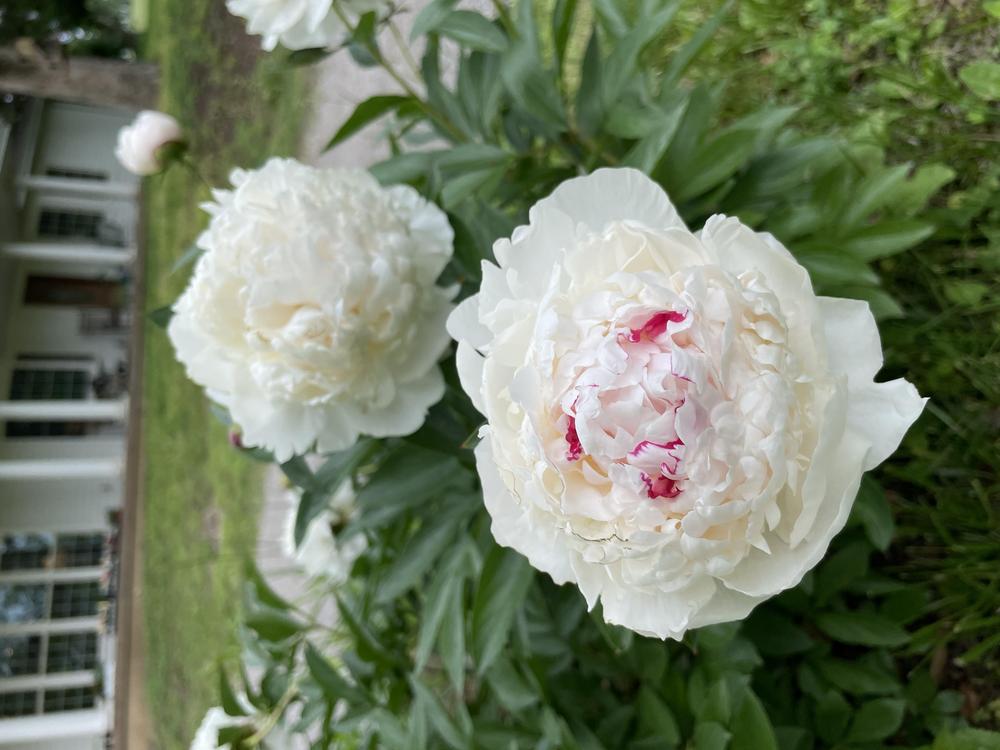 Peony Identification in the Peonies forum - Garden.org