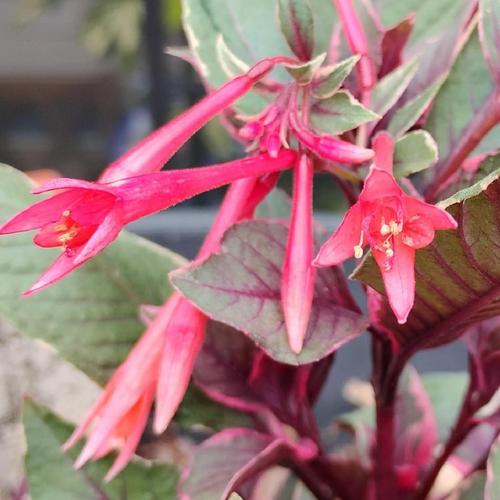Honeysuckle Fuchsia (Fuchsia triphylla 'Firecracker') in the Fuchsias ...