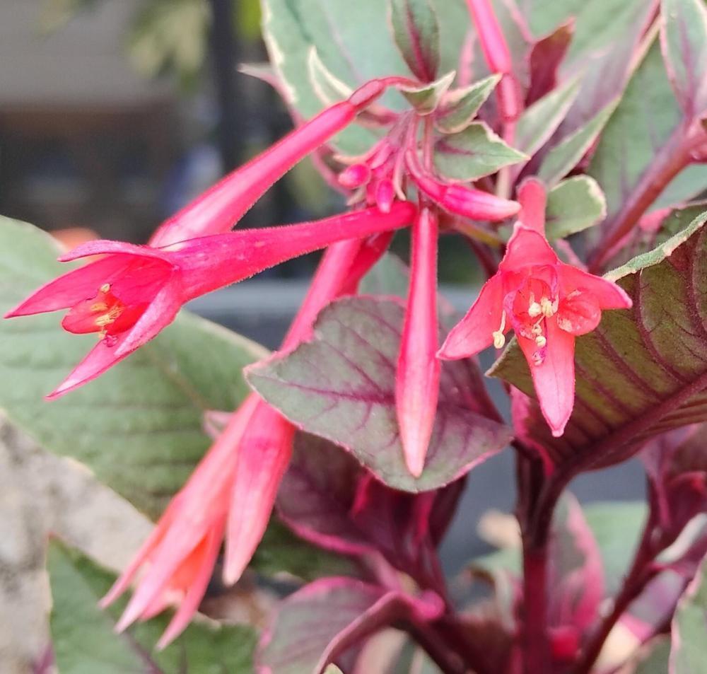 Honeysuckle Fuchsia (Fuchsia triphylla 'Firecracker') in the Fuchsias ...