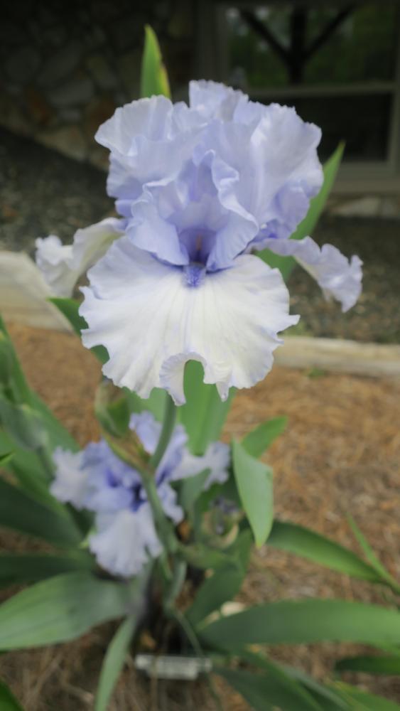 Photo of the bloom of Tall Bearded Iris (Iris 'Blue Trill') posted by ...
