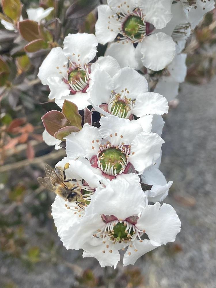 Shiny Tea Tree (Leptospermum turbinatum 'Flat Rock') - Garden.org