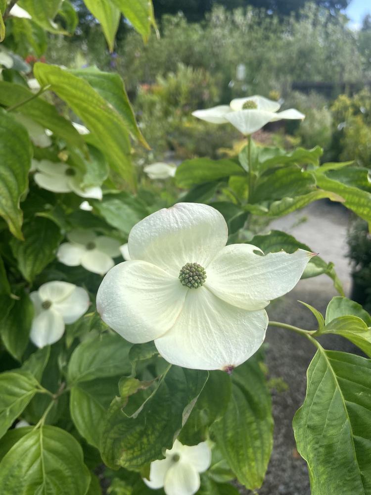 Hybrid Dogwood (Cornus Hyperion®) in the Dogwoods Database - Garden.org
