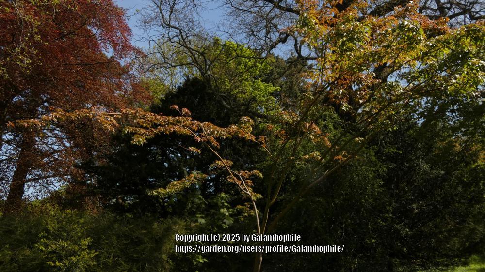 Photo of the entire plant of Maple (Acer pectinatum subsp. forrestii ...