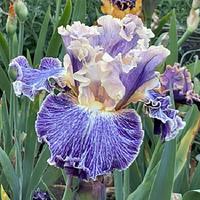Photo of the bloom of Tall Bearded Iris (Iris 'Netizen') posted by ...