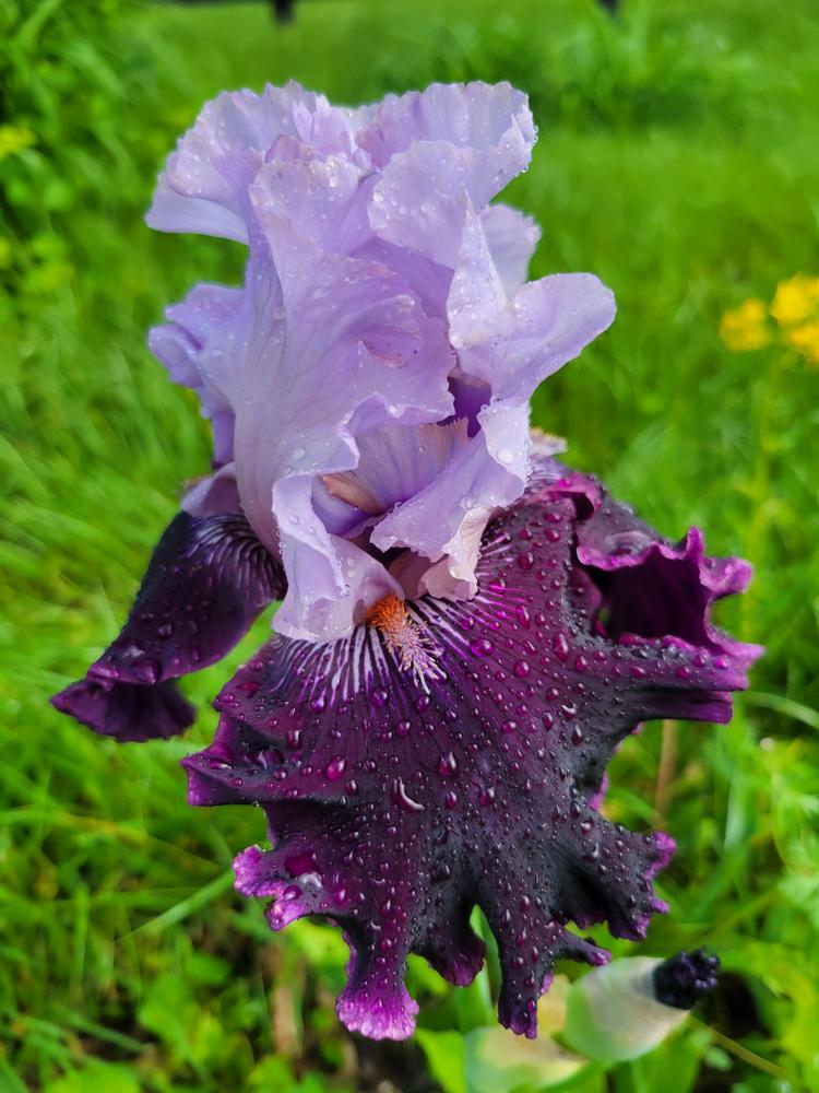 Photo of the bloom of Tall Bearded Iris (Iris 'Lone Wolf') posted by ...