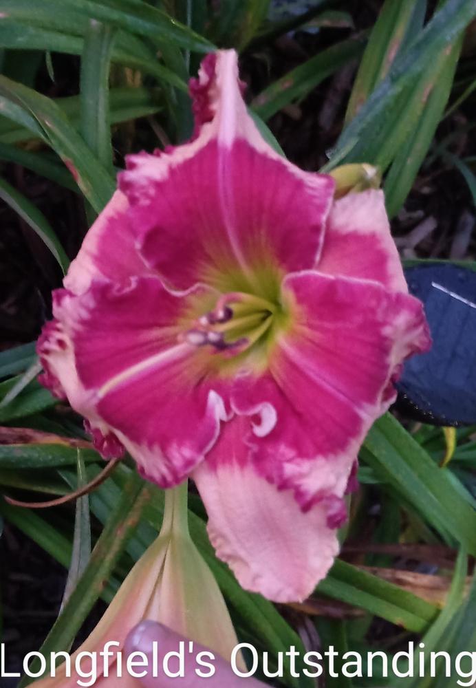 Daylily (Hemerocallis 'Longfields Outstanding') in the Daylilies ...