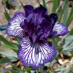 Intermediate Bearded Iris (Iris 'Line Drive') in the Irises Database ...