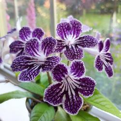 Photo of the bloom of Cape Primrose (Streptocarpus Ladyslippers™ Grape ...