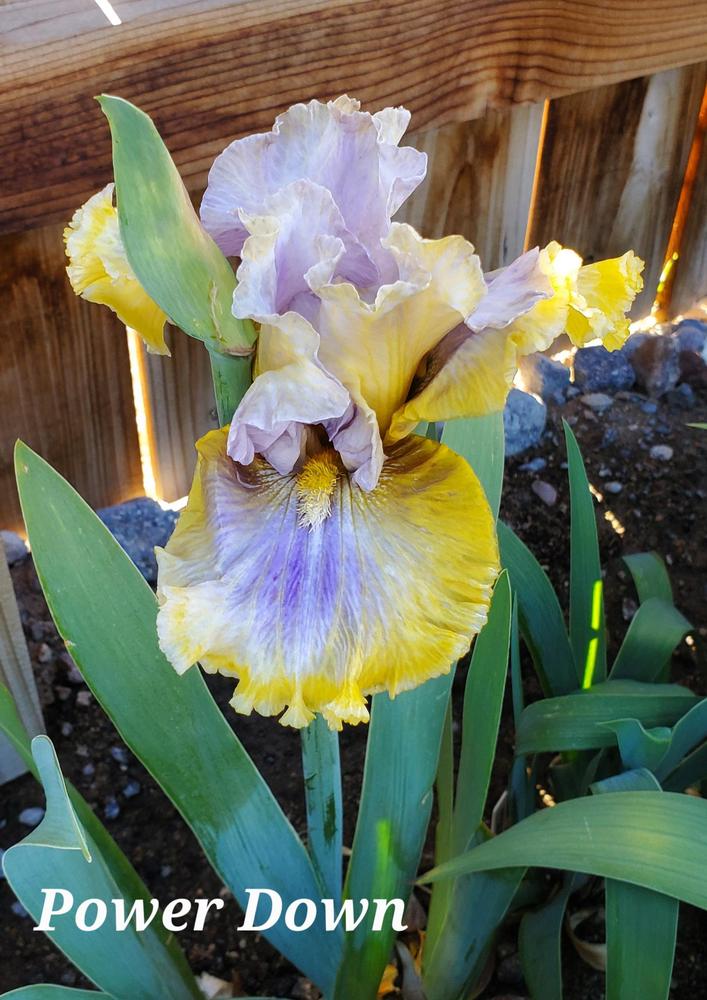 Photo of the bloom of Tall Bearded Iris (Iris 'Power Down') posted by ...