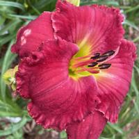 Photo of the bloom of Daylily (Hemerocallis 'Myra Waters') posted by ...