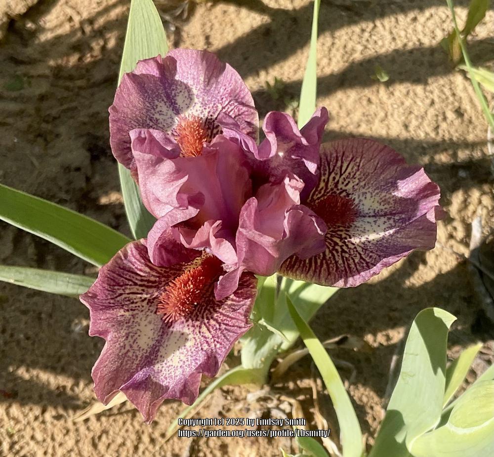 Photo of the bloom of Standard Dwarf Bearded Iris (Iris 'Raspberry ...