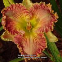 Photo of the bloom of Daylily (Hemerocallis 'Sunset Key') posted by ...