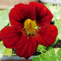 Photo of the bloom of Nasturtium (Tropaeolum majus 'Troika Red') posted ...