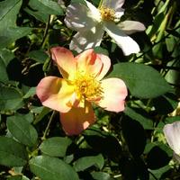 Photo of the bloom of Rose (Rosa 'Alexandra Rose') posted by MrKGDickie ...