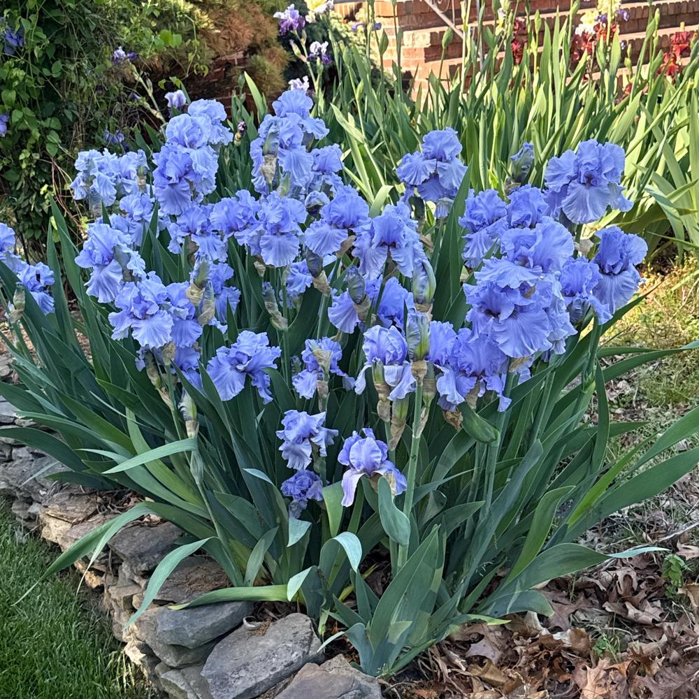 Photo of the entire plant of Tall Bearded Iris (Iris 'Sea of Love') posted by Njiris - Garden.org