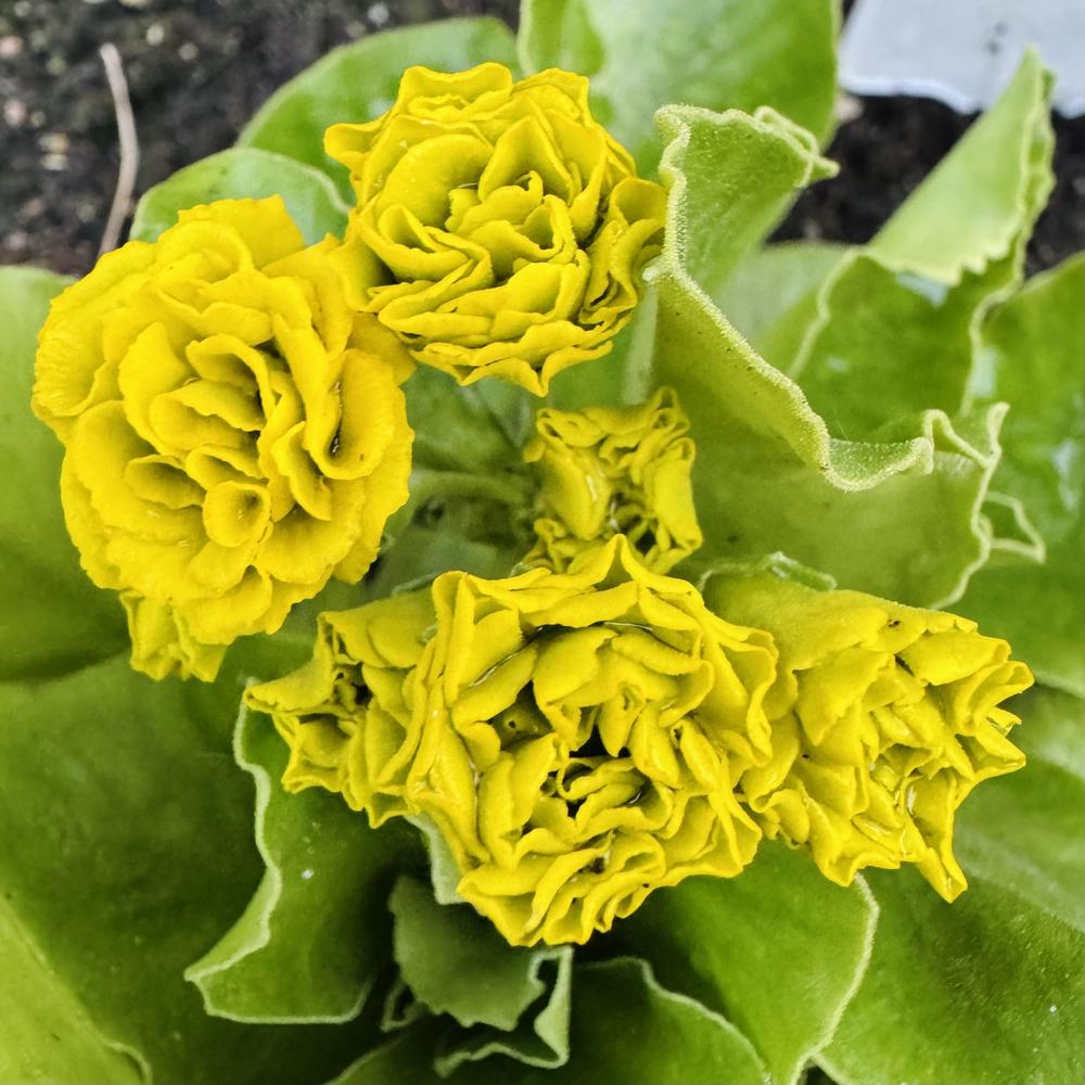 Photo of the bloom of Primrose (Primula auricula 'Forest Lemon') posted ...