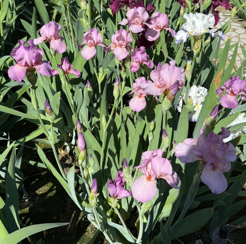 Photo of the entire plant of Border Bearded Iris (Iris 'Exuberance ...