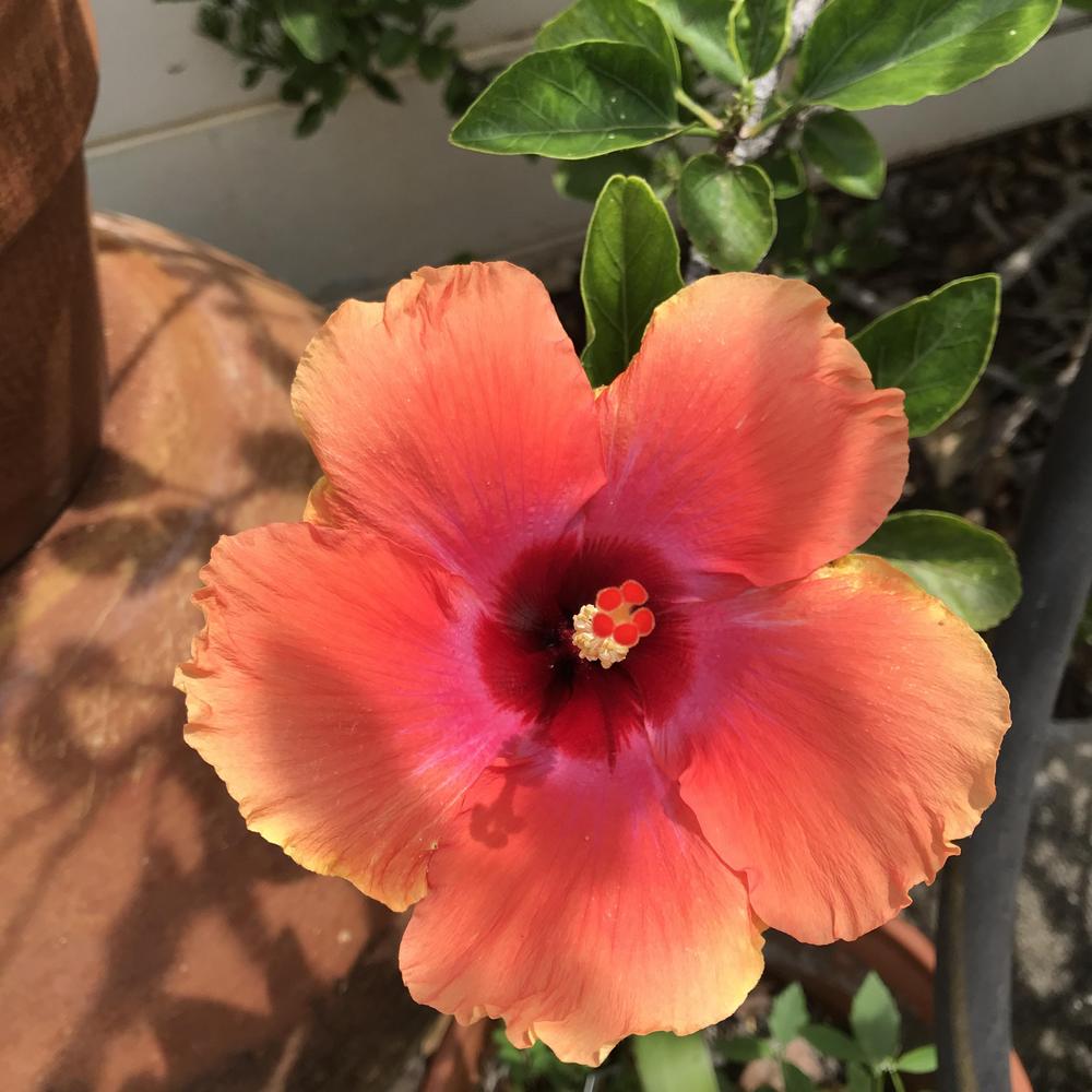 Photo of the bloom of Tropical Hibiscus (Hibiscus rosa-sinensis 'Cosmic ...