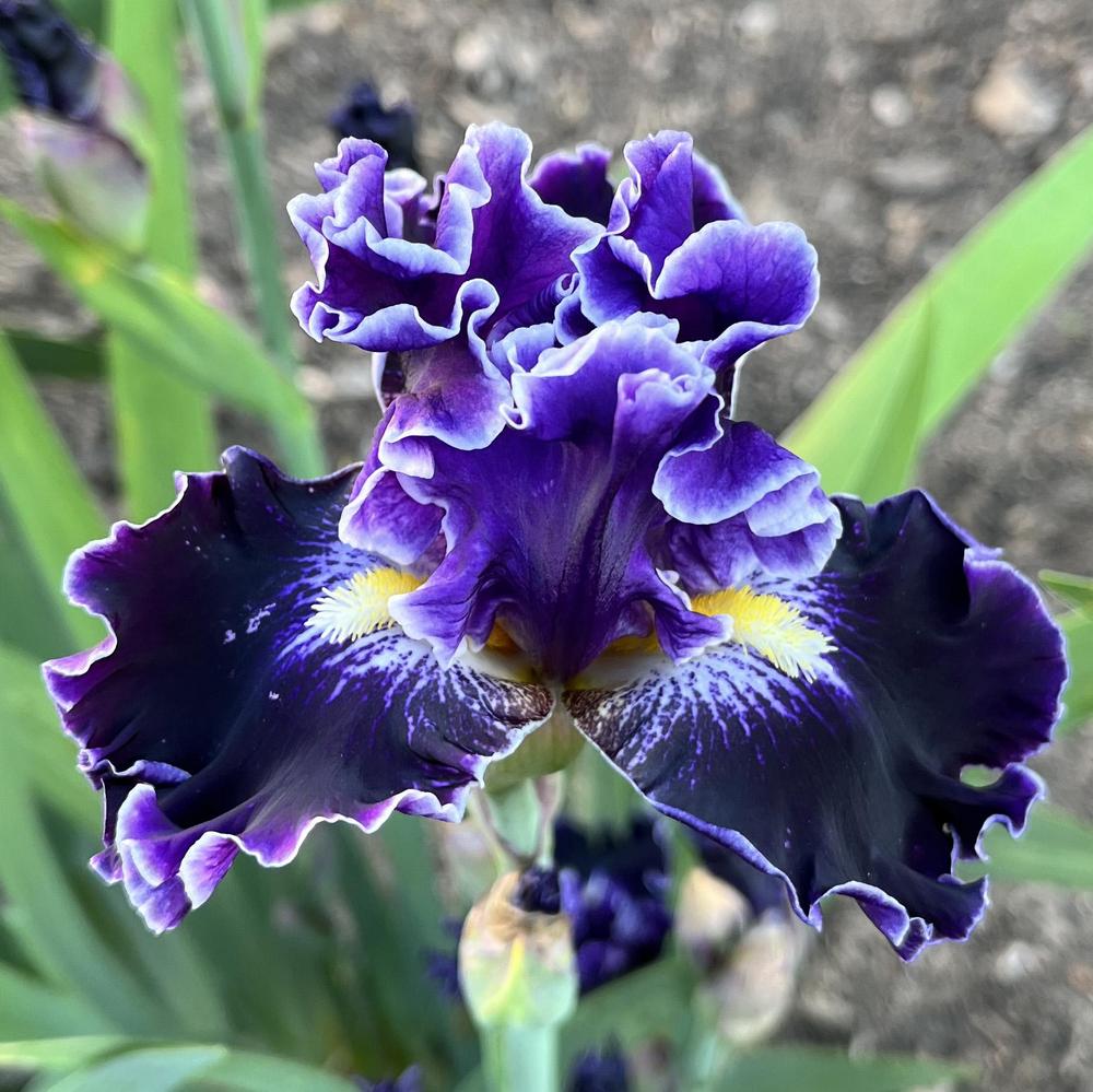 Border Bearded Iris (Iris 'Junior Partner') in the Irises Database - Garden.org