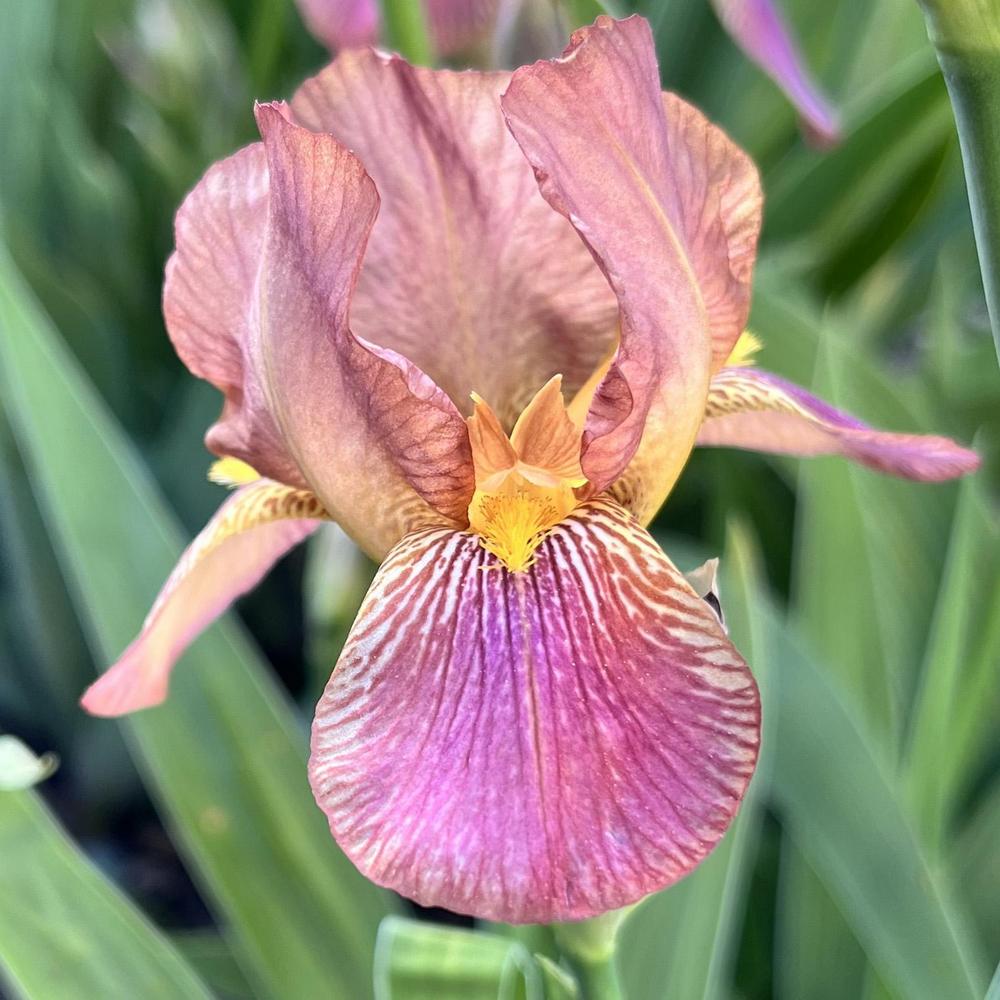 Photo of the bloom of Miniature Tall Bearded Iris (Iris 'Dancing Flames ...