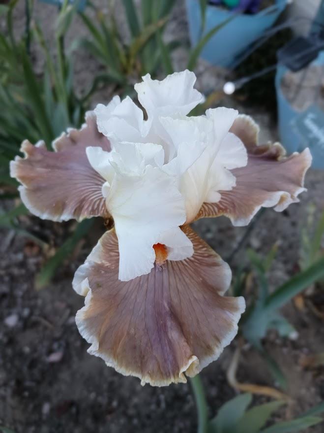 Photo of the bloom of Tall Bearded Iris (Iris 'Coffee Whispers') posted ...