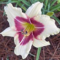 Photo of the bloom of Daylily (Hemerocallis 'Todd Monroe') posted by ...