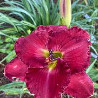 Photo of the bloom of Daylily (Hemerocallis 'Myra Waters') posted by ...
