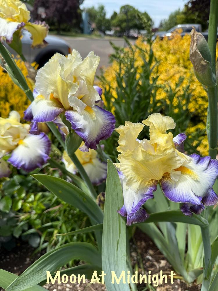 Tall Bearded Iris (Iris 'Moon at Midnight') in the Irises Database ...