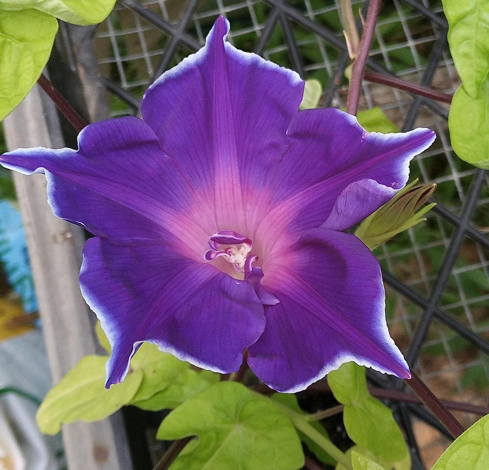 Photo of the bloom of Japanese Morning Glory (Ipomoea nil 'Double Blue ...