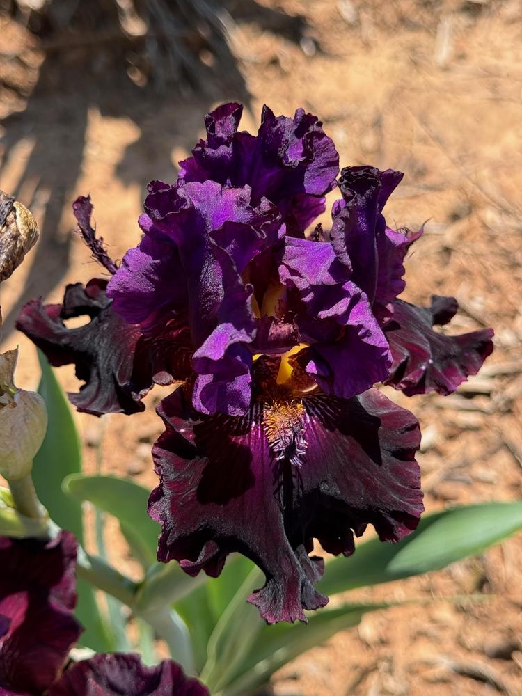 Photo of the bloom of Tall Bearded Iris (Iris 'Storm Struck') posted by ...