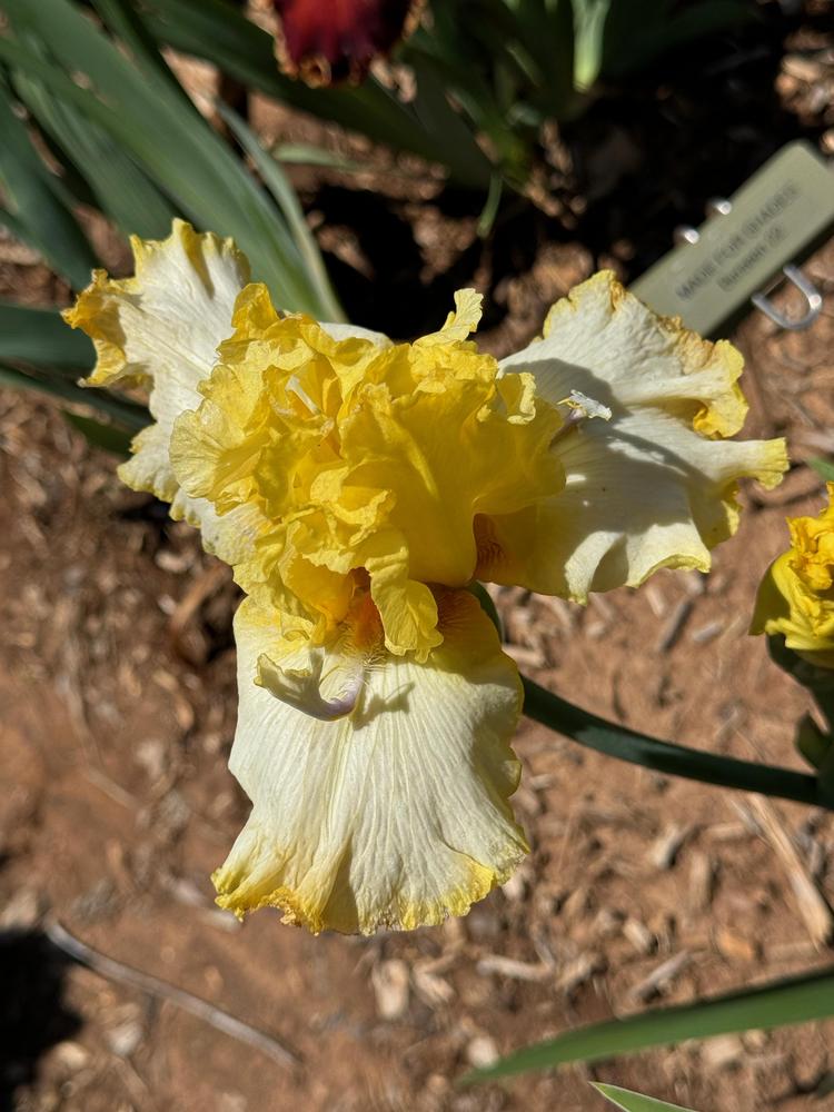 Tall Bearded Iris (Iris 'Lotta Hotta') in the Irises Database - Garden.org