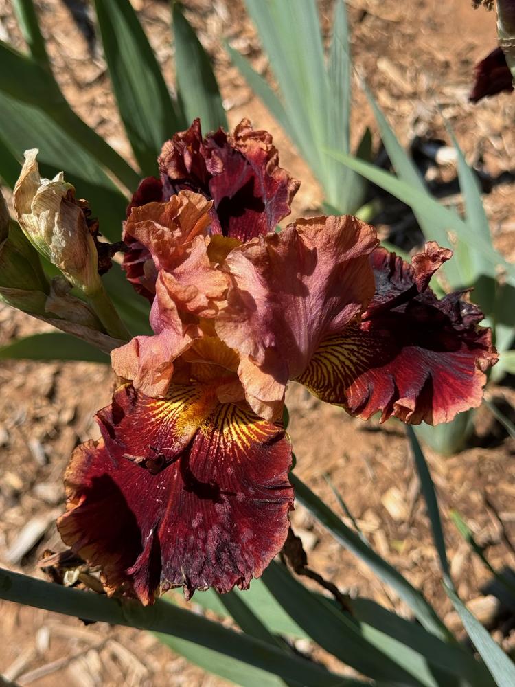 Tall Bearded Iris (Iris 'Last Bullit') in the Irises Database - Garden.org