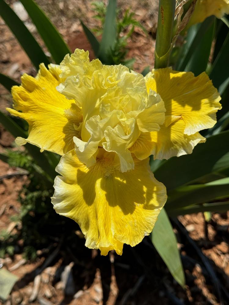 Tall Bearded Iris (Iris 'Full Moon Wish') in the Irises Database ...