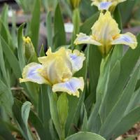 Photo of the bloom of Standard Dwarf Bearded Iris (Iris 'Fruit at the ...